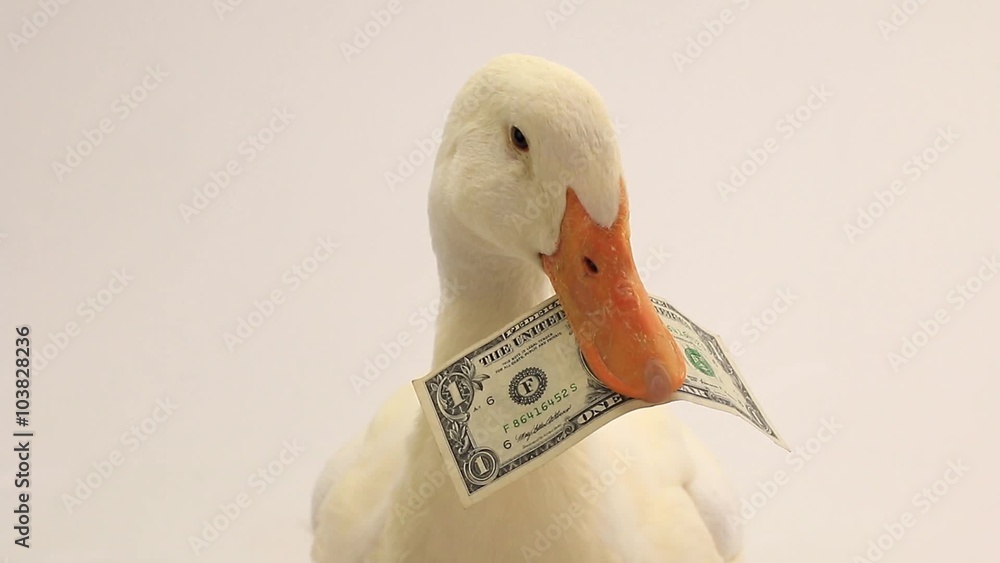 duck with one dollar note on a white background Stock Video | Adobe Stock