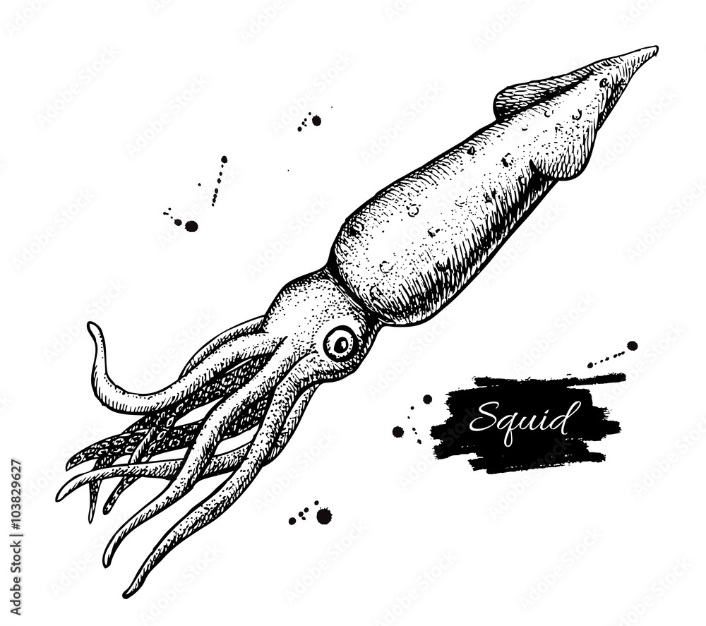Vector vintage squid drawing. Hand drawn monochrome seafood illu Stock ...