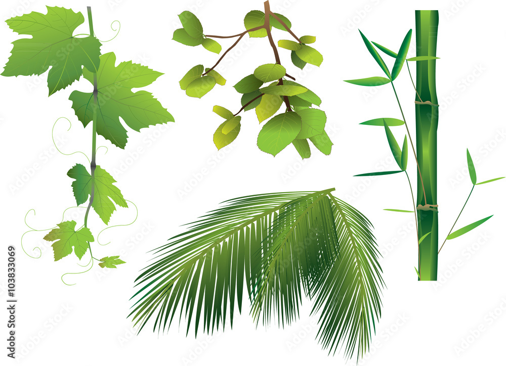 tree branch Vector illustration Stock Vector | Adobe Stock