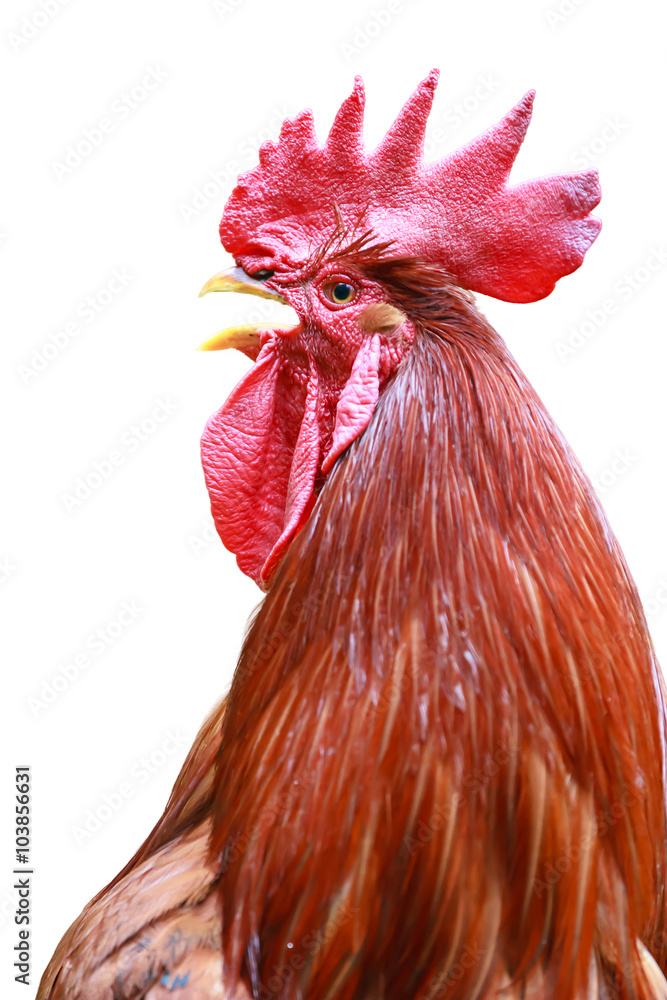 Hahn, krähend, freigestellt Stock Photo | Adobe Stock