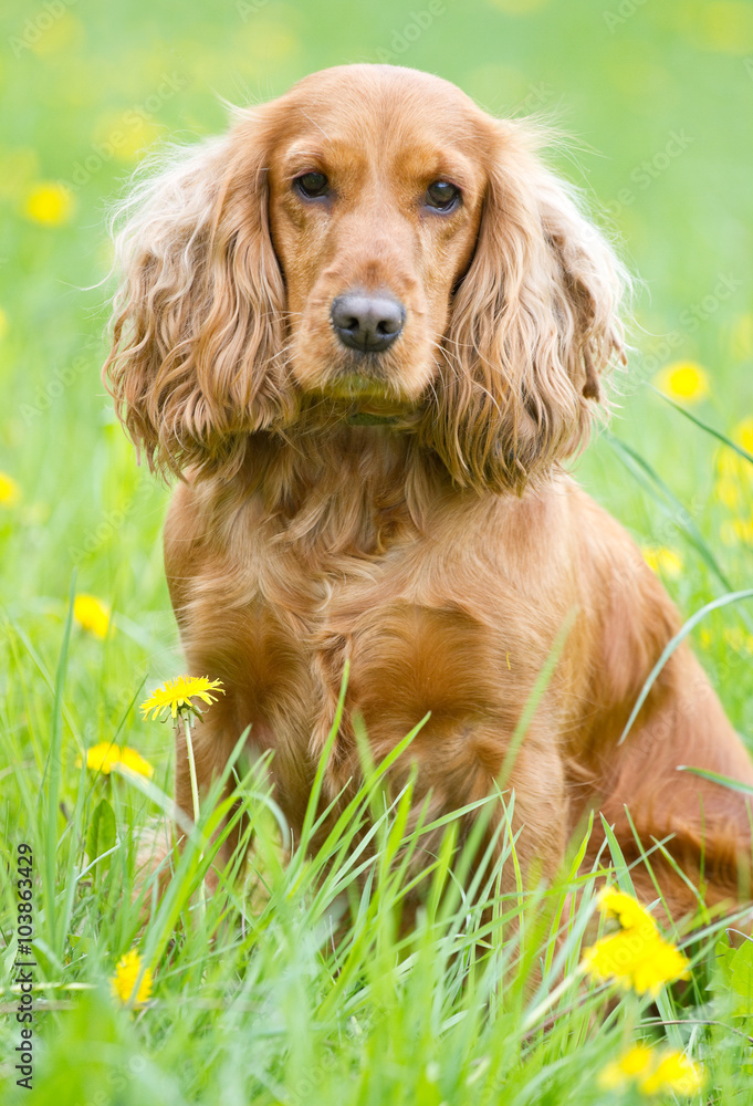 Beautiful cocker spaniel Stock Photo | Adobe Stock