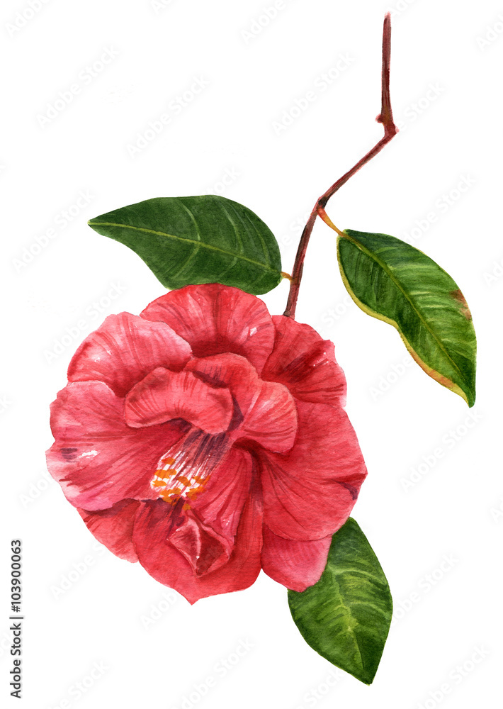 Red Camellia Drawing