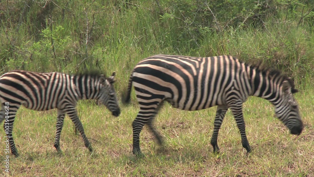 Akagera, Rwanda JANUARY 2015: A group of zebras in the Akagera national ...