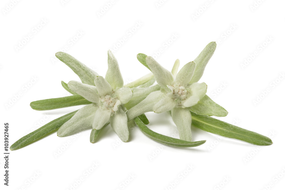 edelweiss Stock Photo | Adobe Stock
