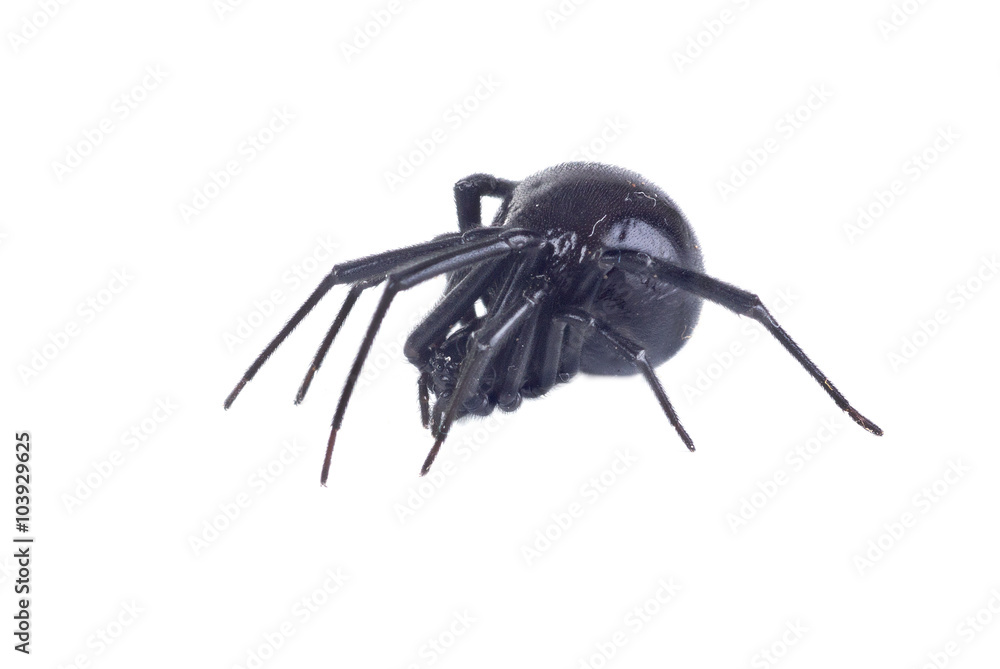North American black widows spider, side view. Isolated on white Stock ...