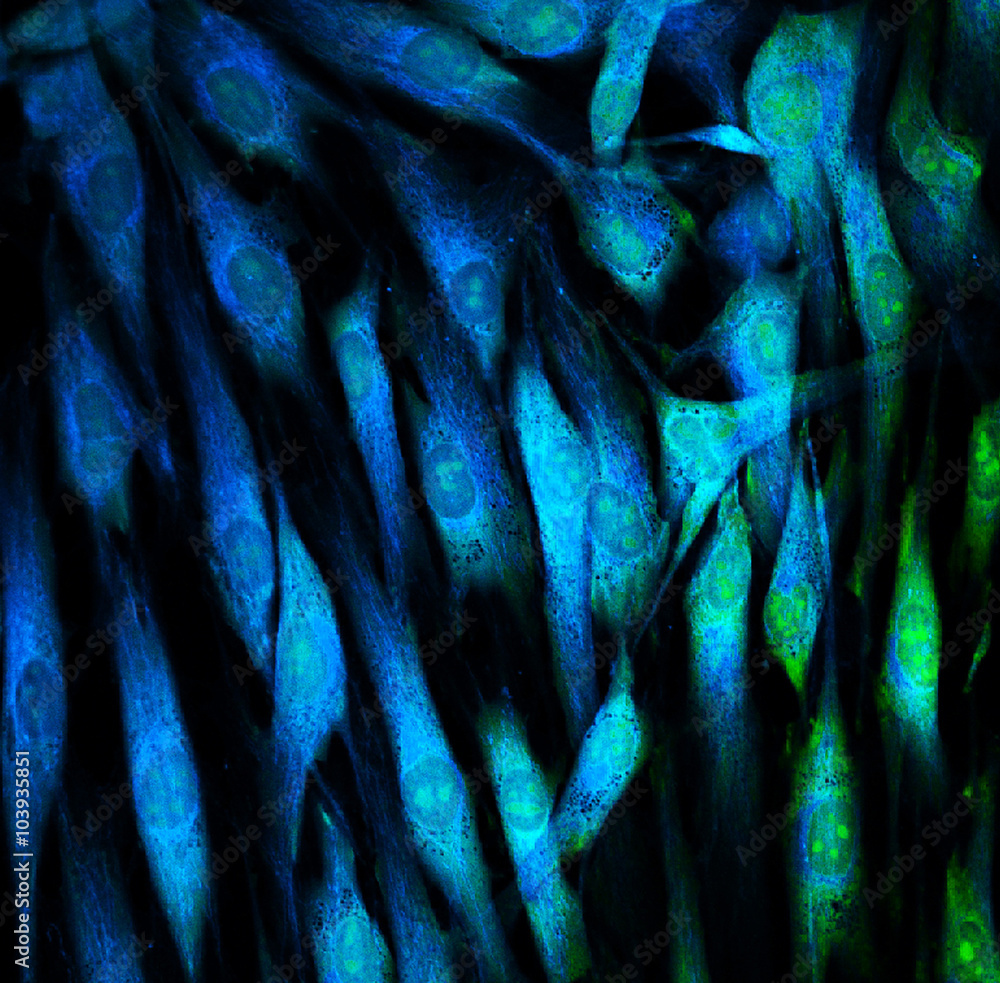 Microscopic Images Of Skin Cells