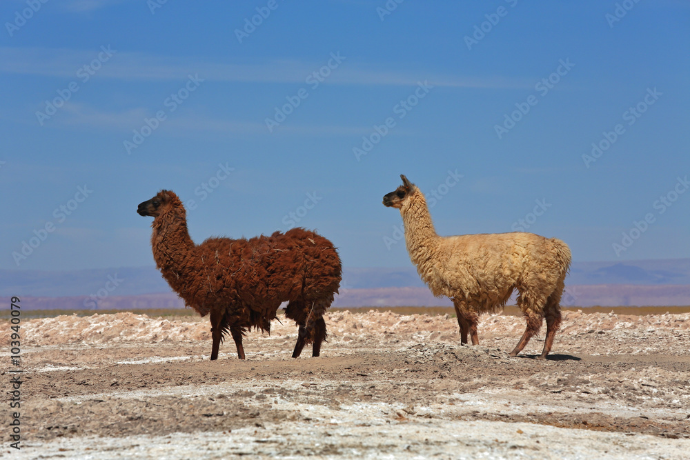 llama y alpaca en el desierto del atacama Stock Photo | Adobe Stock