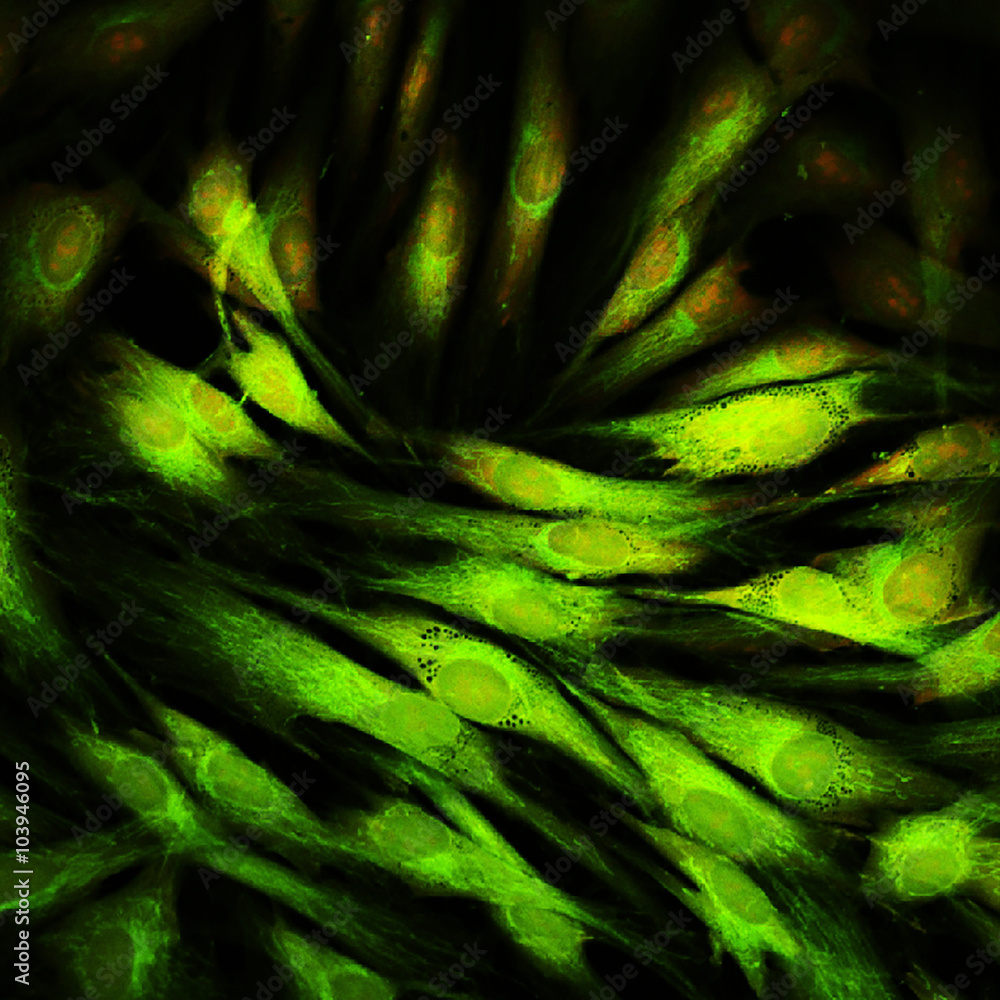 Real fluorescence microscopic view of human skin cells Stock Photo ...