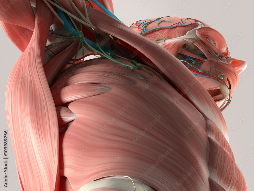 Human anatomy detail of chest and shoulder. Muscle, arteries. On plain ...