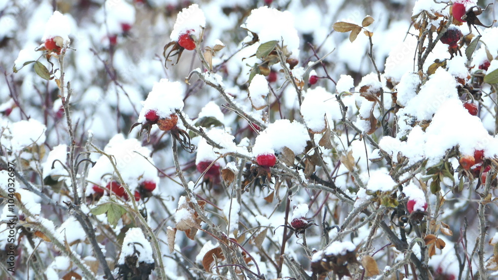 Briar Berries in Snowy Winter Day Stock Video | Adobe Stock