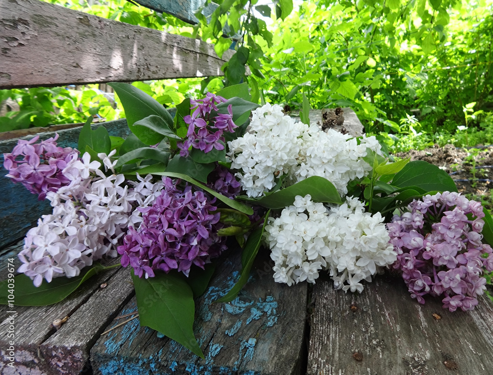 Букет разноцветной сирени на старой деревянной скамейке в саду Stock ...