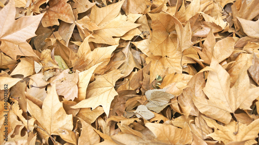 Hojas seca para fondos y texturas Stock Photo | Adobe Stock