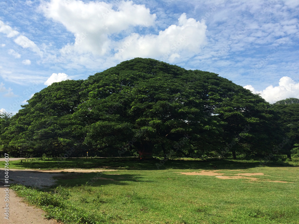 Over 100-year-old big Rain Tree (Samanea saman) in Kanchanaburi ...