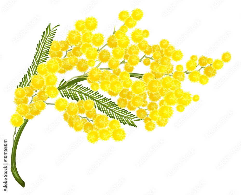 Yellow mimosa flower. Mimosa flower symbol of Womens Day Stock Vector ...
