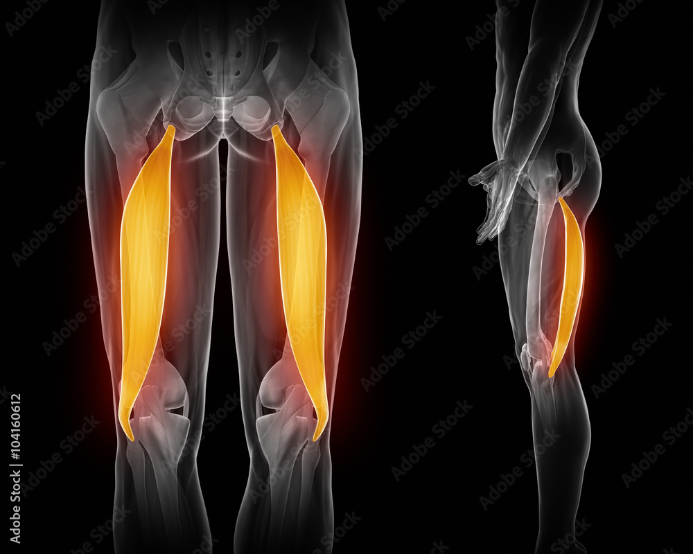 Bicep femoris muscle anatomy Stock Illustration | Adobe Stock