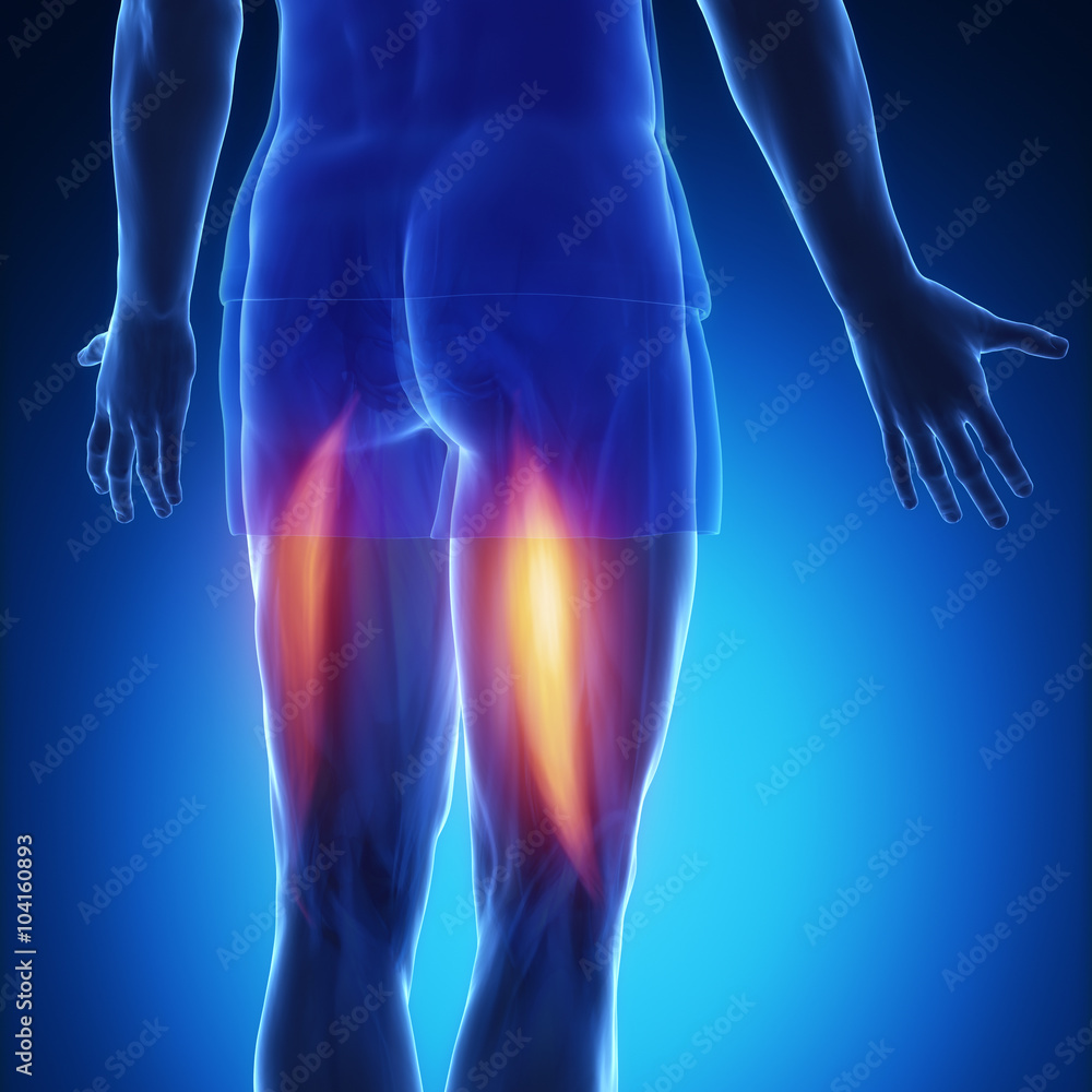 Bicep femoris muscle anatomy Stock Illustration | Adobe Stock