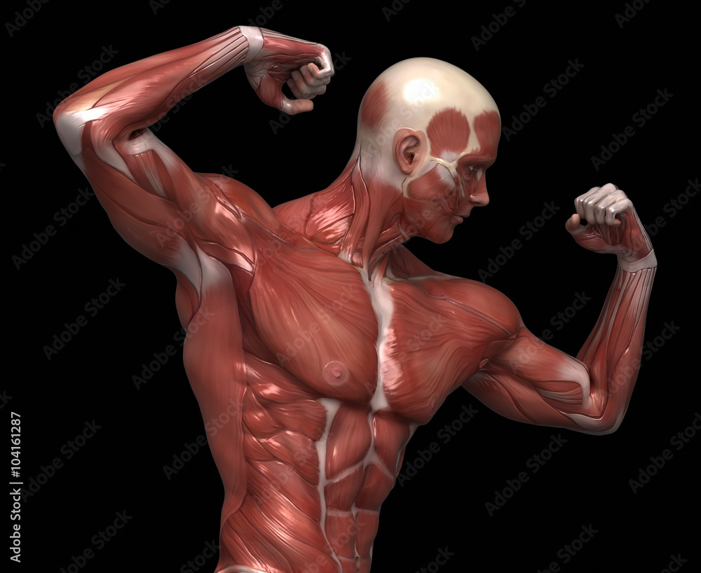 Man muscular anatomy in bodybuilder pose Stock Illustration | Adobe Stock