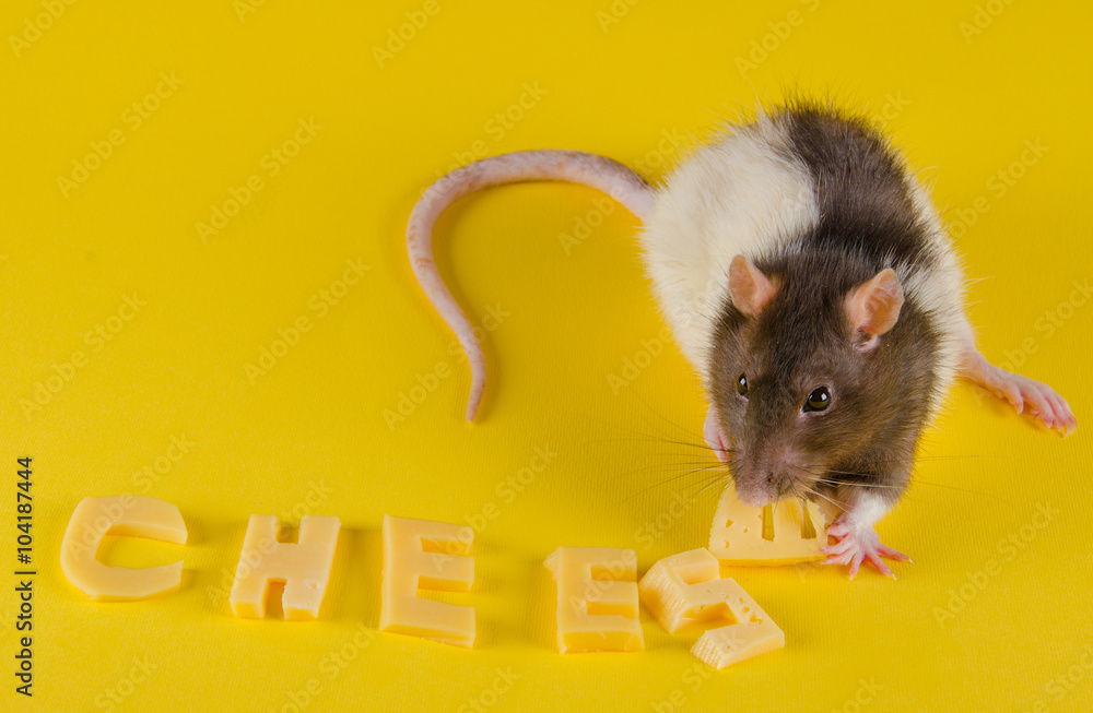 Funny rat eating the last letter of the word CHEESE (made of cheese) on ...