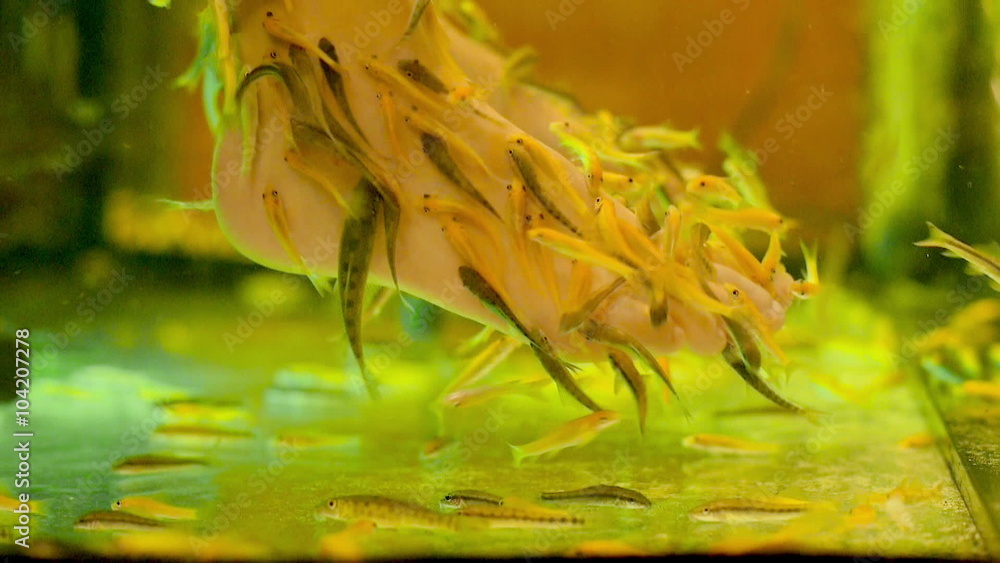 Peeling skin feet of tropical fish in the water Stock Video | Adobe Stock
