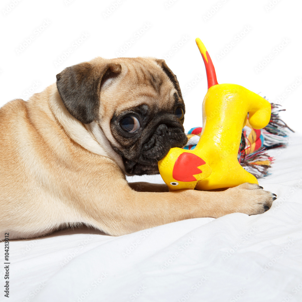 Fotografia do Stock: Pug playing with toy | Adobe Stock