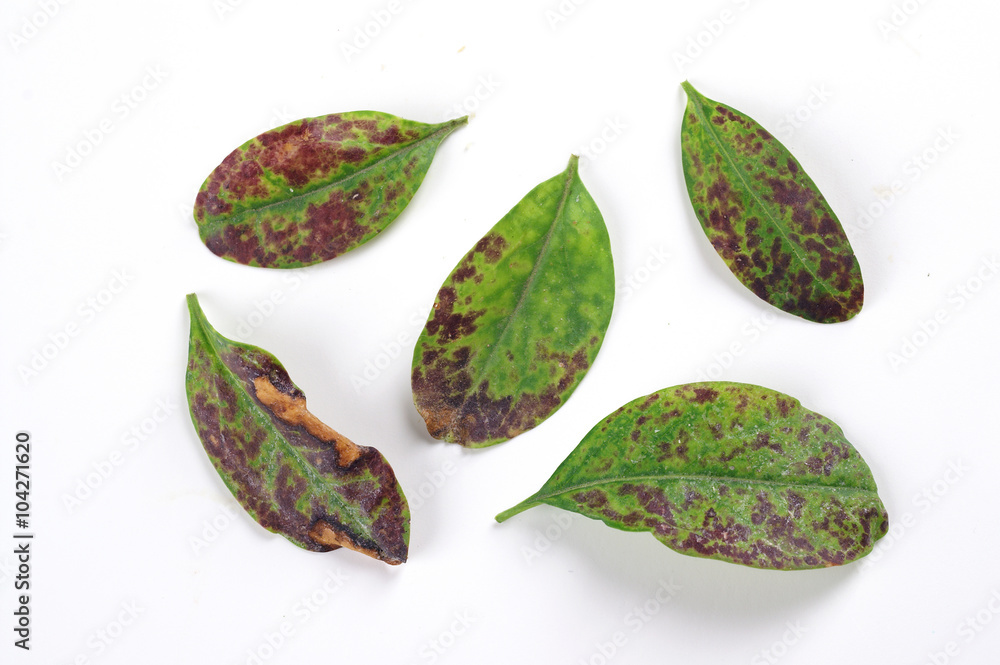 Physiological disease - lack of nutrients on Ligustrum 스톡 사진 | Adobe Stock