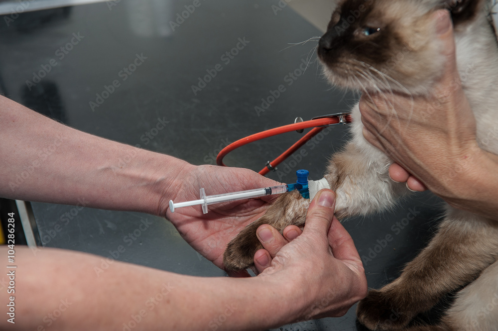 Foto de La prise de sang et l’analyse sanguine permettent d’étudier les ...