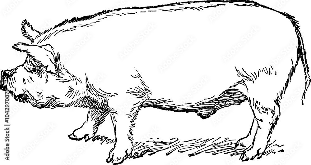 Vintage Pig Illustration