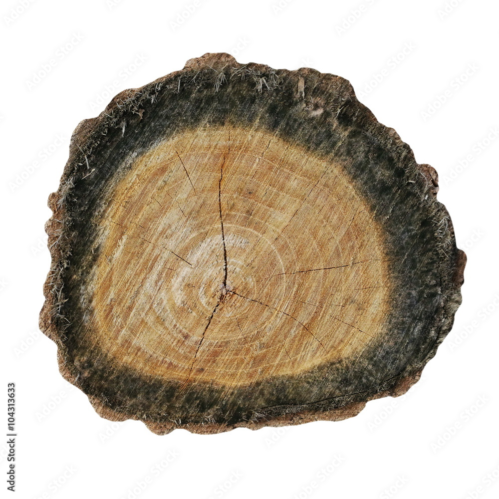 Cross section of tree trunk isolated on white background, locust tree ...