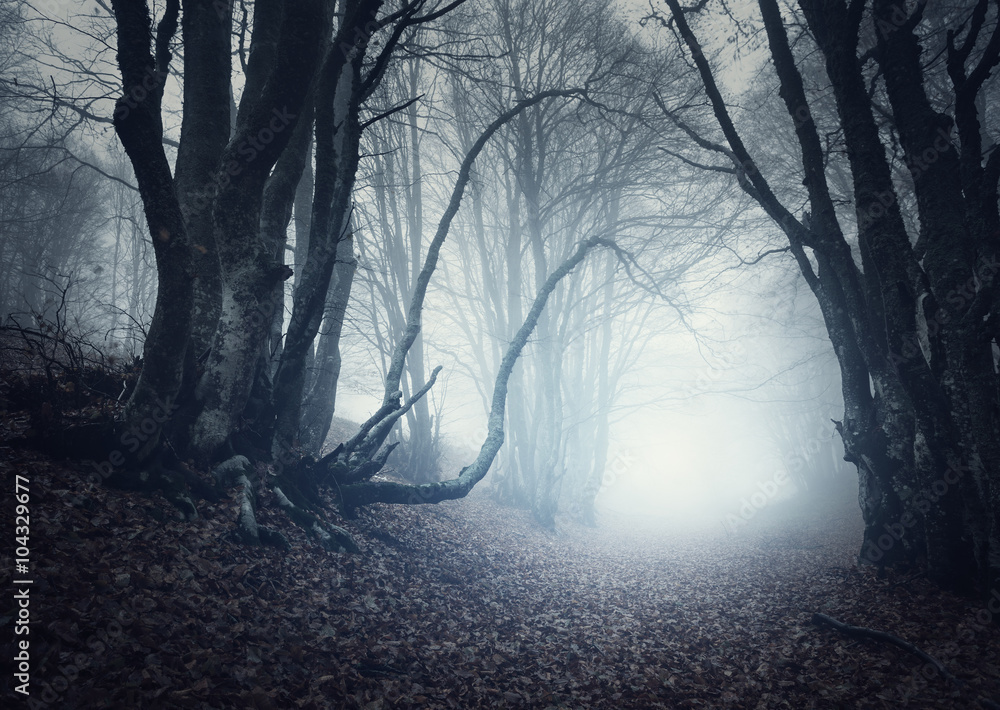 Scary mysterious forest in fog in autumn. Magic trees Stock-Foto ...