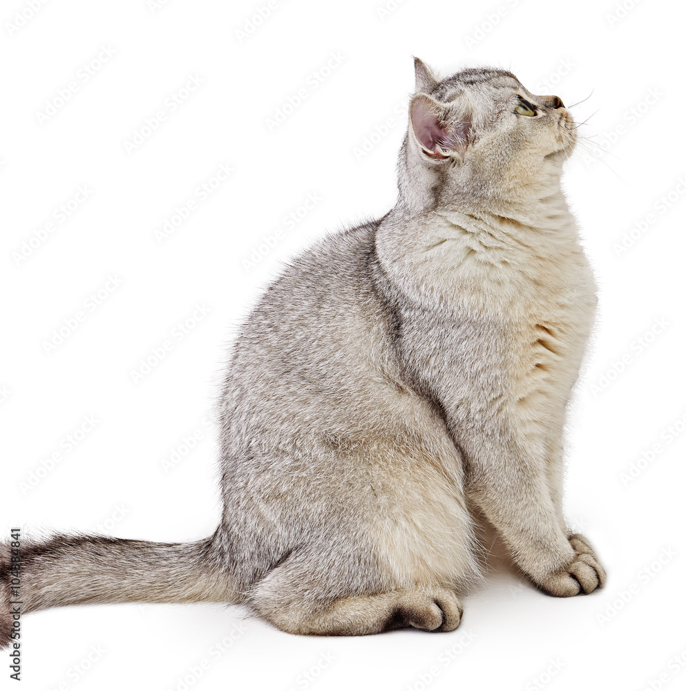 Gray British Shorthair. Cat, 8 months old, sitting side view, isolated on white background ...