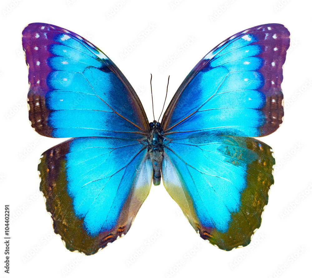 blue butterfly isolated on white Stock Photo | Adobe Stock