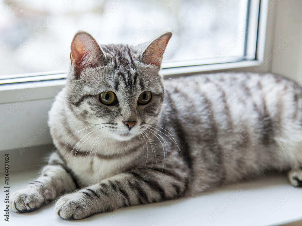 The gray cat sits on a window sill Stock Photo | Adobe Stock