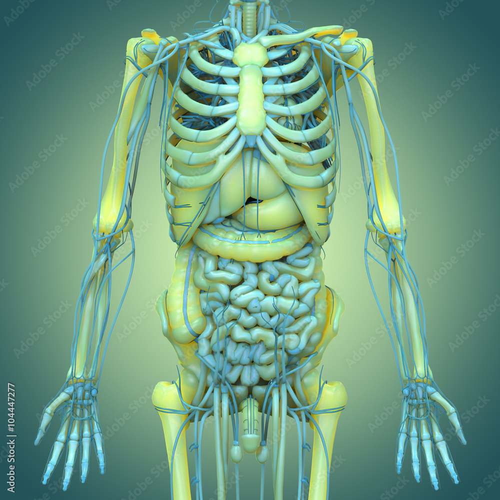 Human Body Anatomy (Brain, Lungs, Heart, Nervous system, Liver, Stomach ...