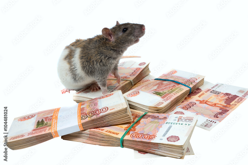 rat on packs with banknotes Stock Photo | Adobe Stock
