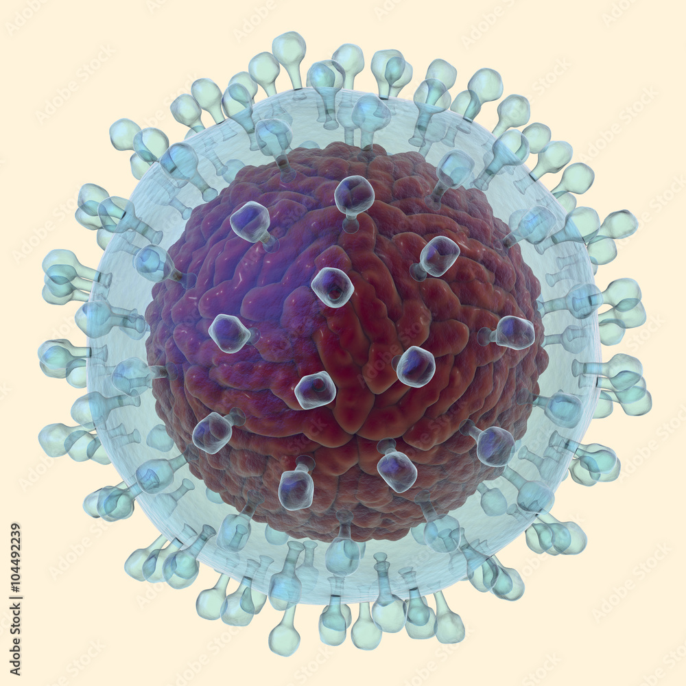 Hepatitis C virus model. A virus consists of a protein coat (capsid ...