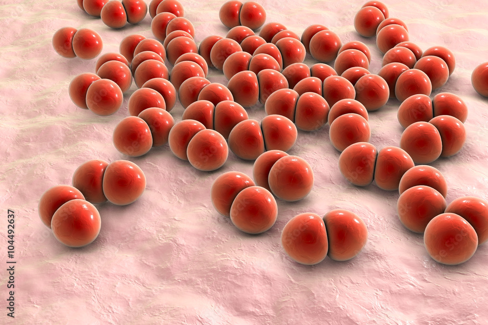 Bacteria pneumococci, Streptococcus pneumoniae, gram-positive spherical ...