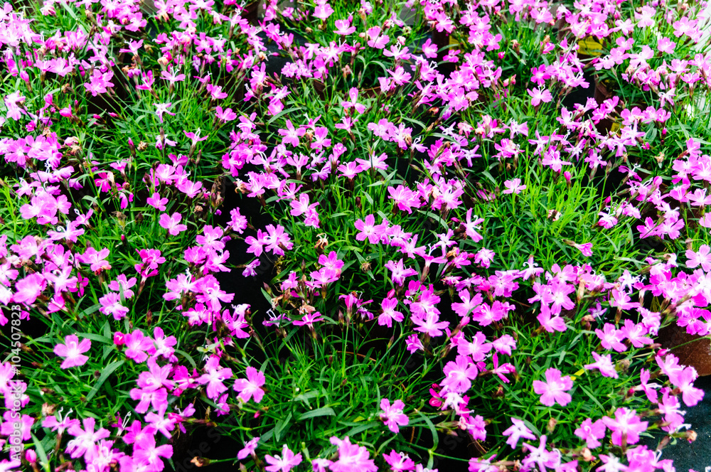 Aubrezia rosa, pianta tappezzante, texture, fuoco selettivo Stock Photo ...