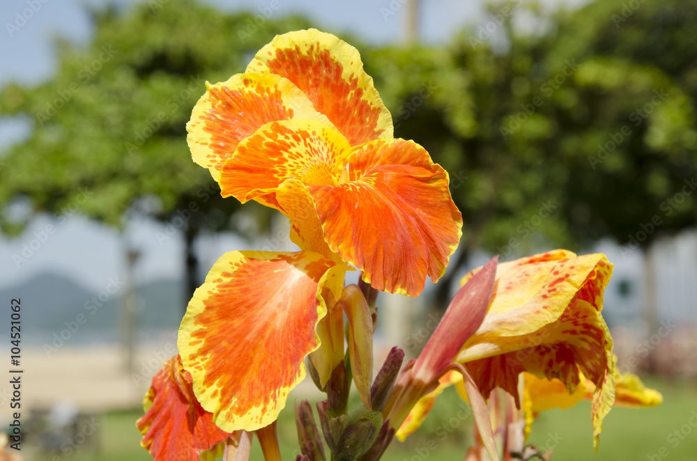 Flor de tom e sobre tom amarelado iluminadas pelo sol e fundo desfocado ...