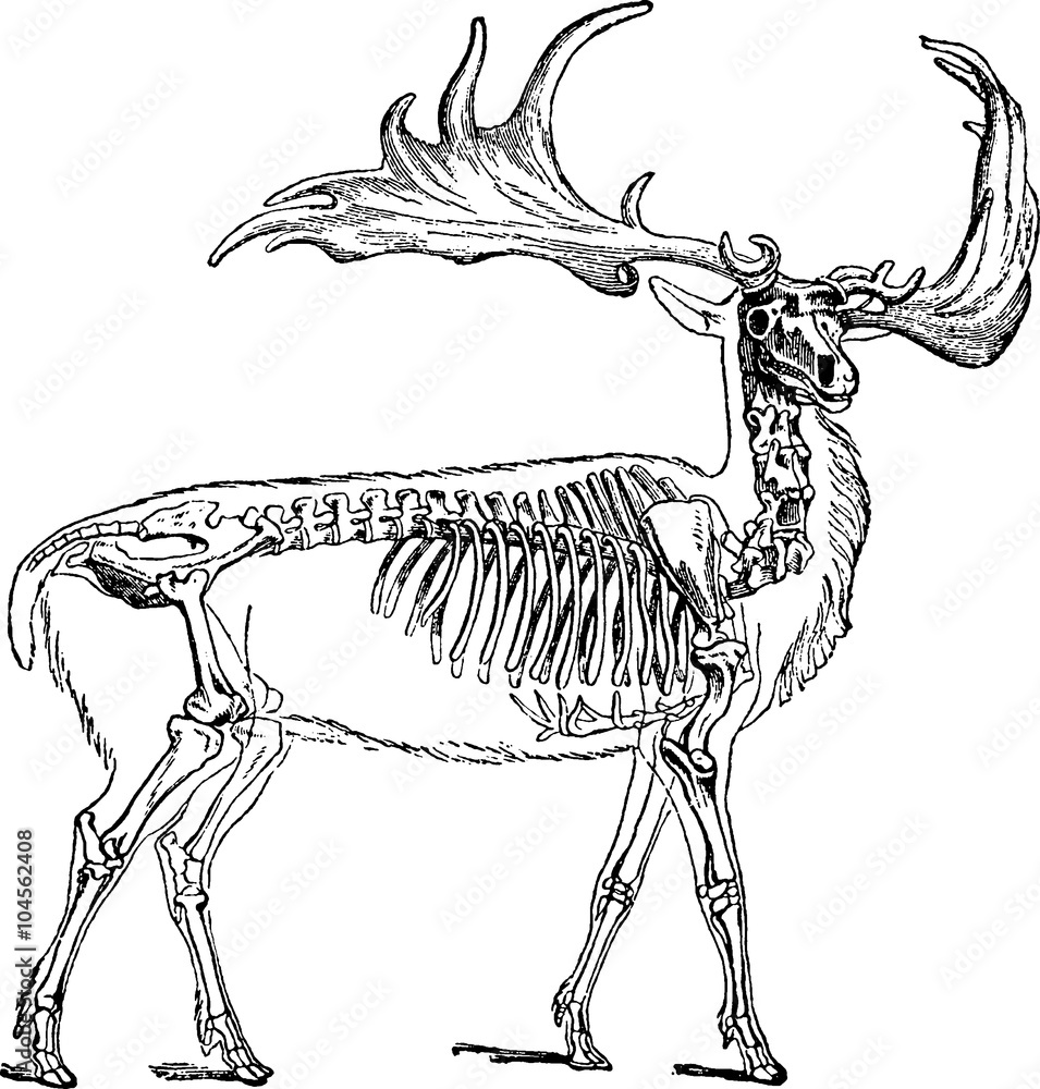 Vintage drawing skeleton deer Stock Illustration | Adobe Stock