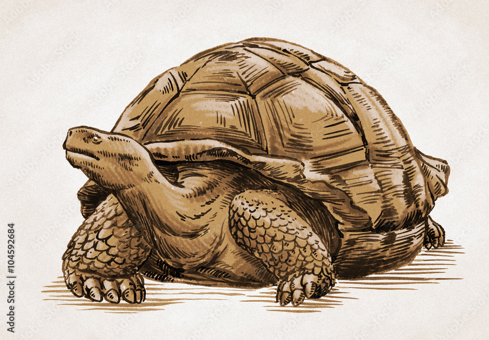 engrave ink draw turtle illustration Stock Illustration | Adobe Stock