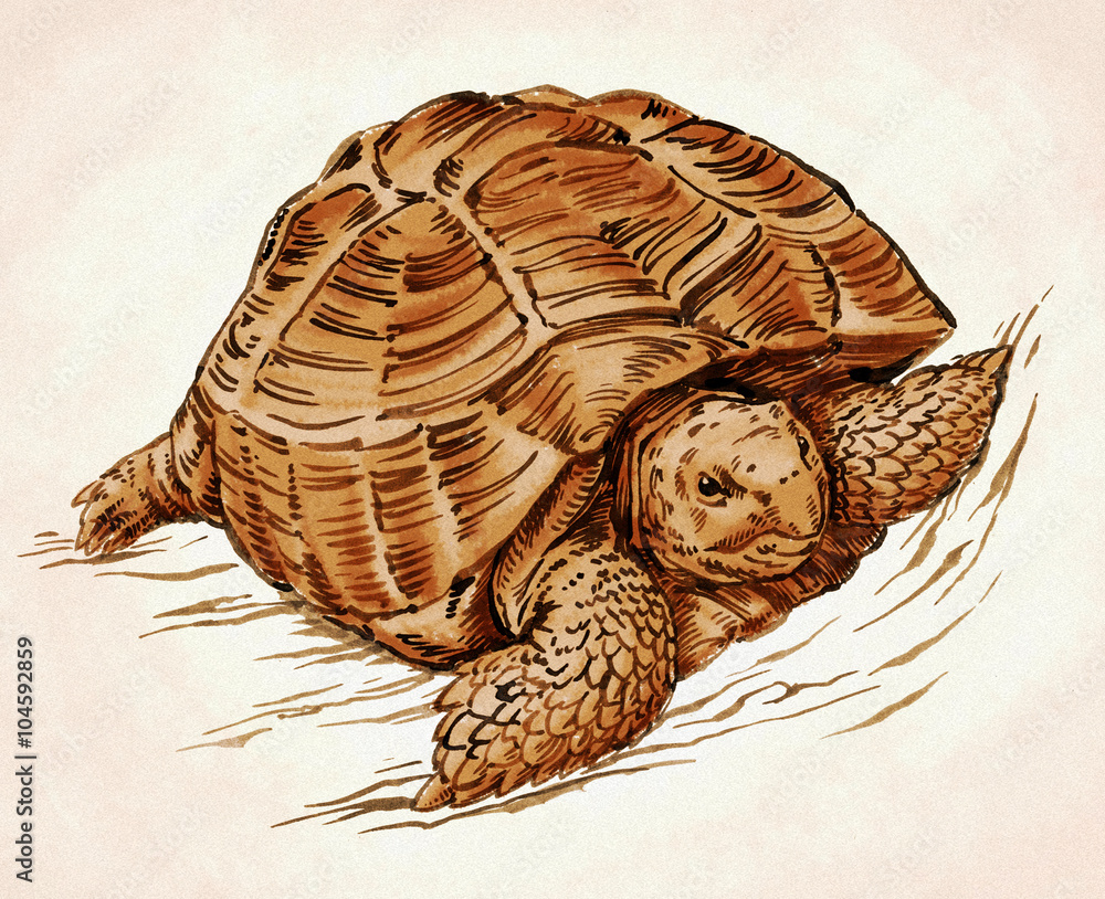 engrave ink draw turtle illustration Stock Illustration | Adobe Stock