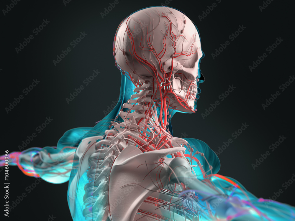 Human anatomy 3D futuristic scan technology with xray-like view of ...