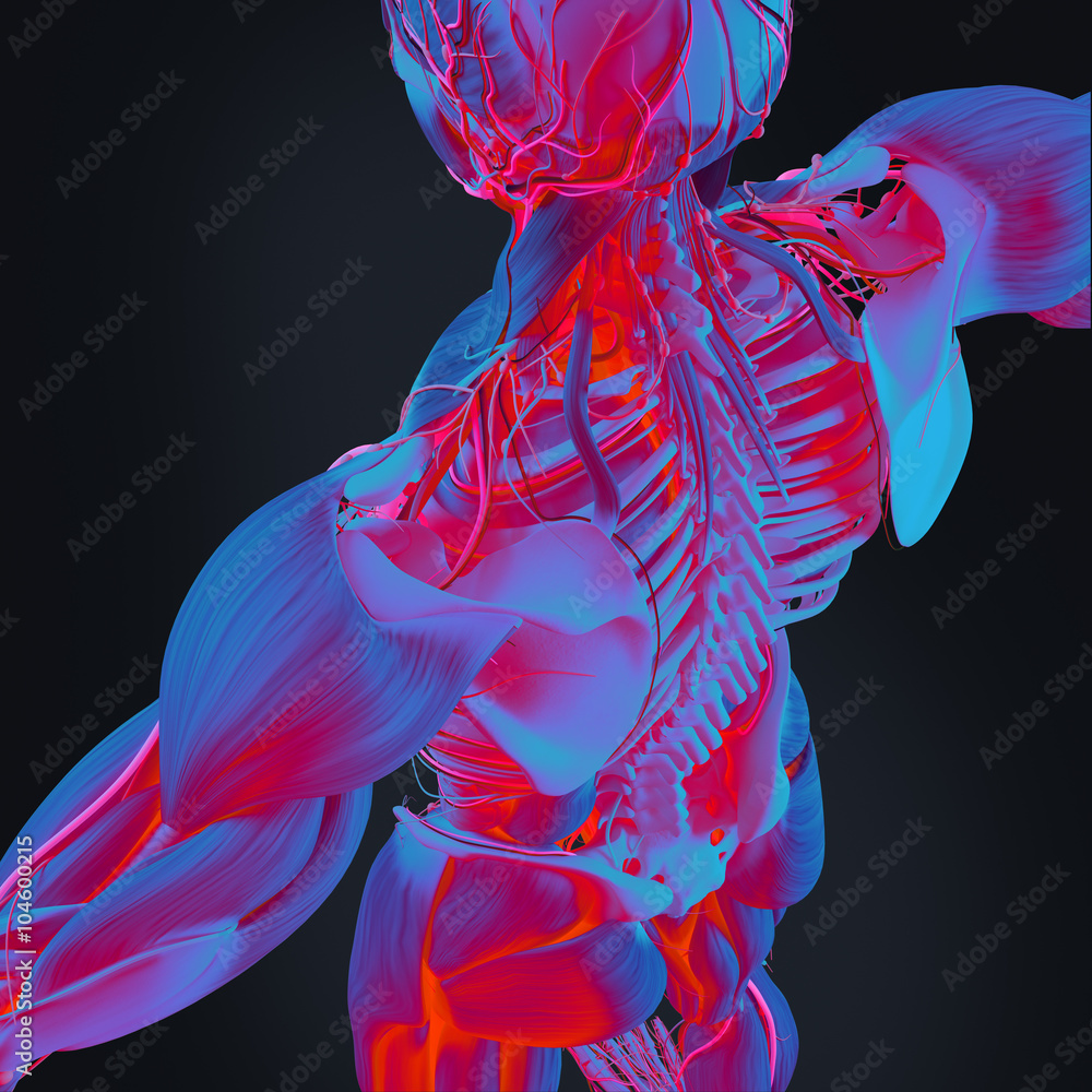 Human anatomy 3D futuristic scan technology with xray-like view of ...