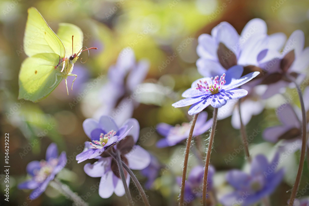 Blue flowers of Hepatica Nobilis close-up (Common Hepatica, liverwort ...