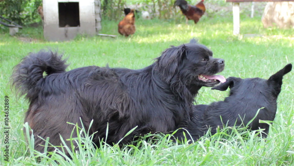 mating dogs lying/black dog griffon lying and mating very funny frame ...