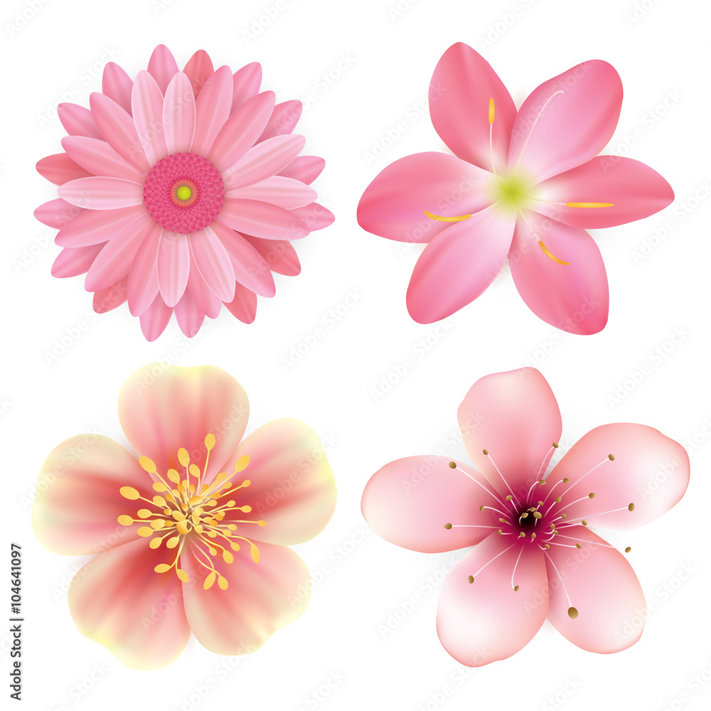 Realistic beautiful pink flowers illustration set Stock Vector | Adobe ...