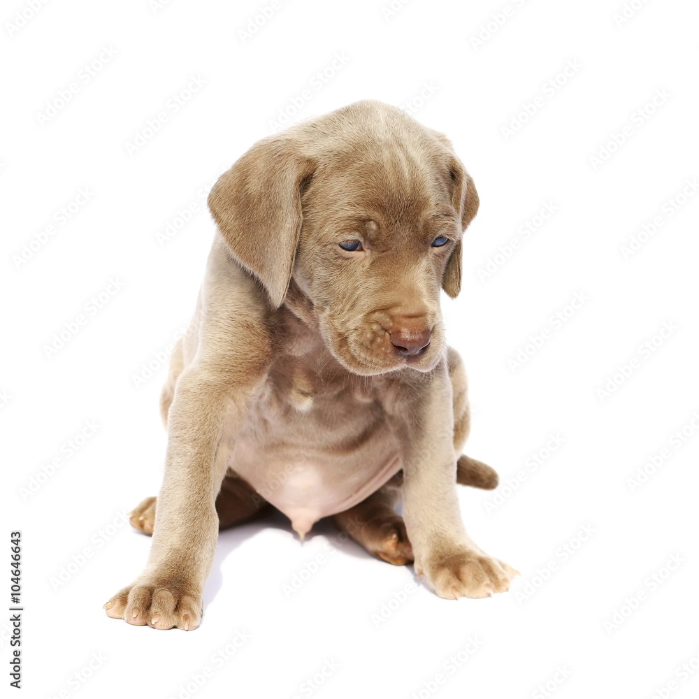 Weimaraner dog puppy, sitting side view, isolated on white background ...
