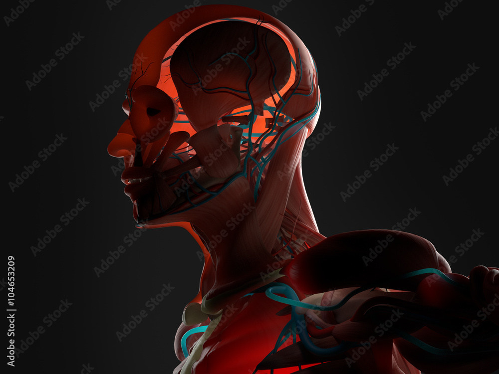 Human anatomy 3D futuristic technology scan.Profile of head. Vibrant ...