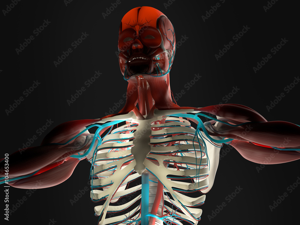 Human anatomy 3D futuristic technology scan. Torso and head. Vibrant ...
