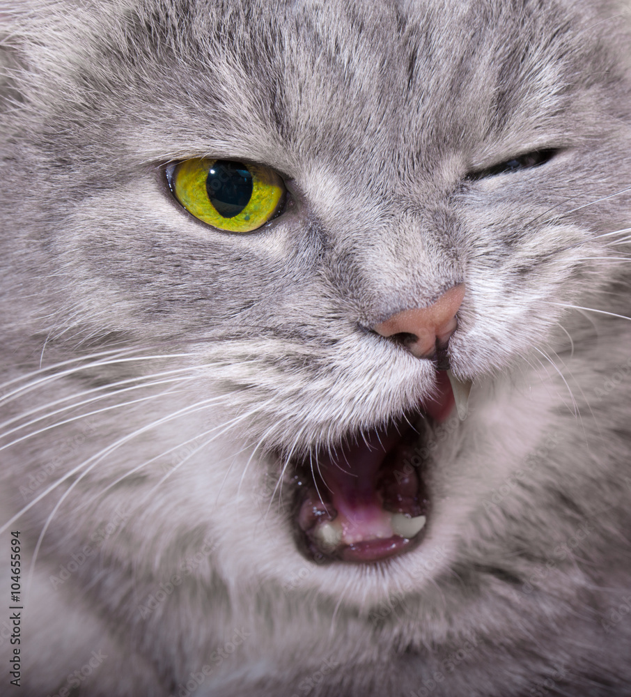 Muzzle of the shouting angry cat with the blinked eye and an ope Stock ...